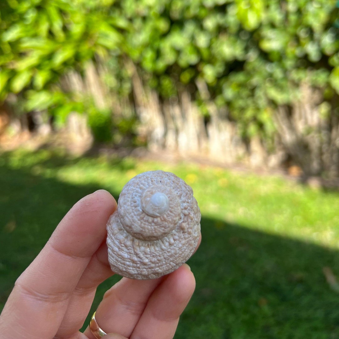 5 Turban Spiral Shells, Turbo Castaneus Seashells From Florida Beaches ...