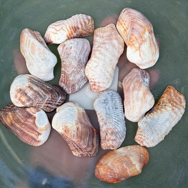 Turkey Wing Shells - Etsy
