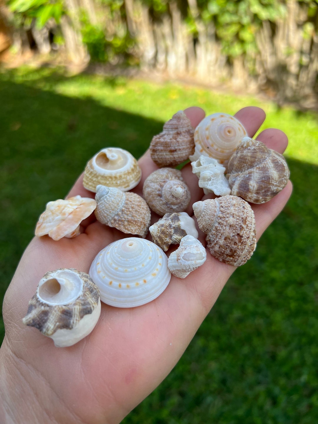Small Turban Spiral Shells From Florida Beaches. Pack of 13 - Etsy
