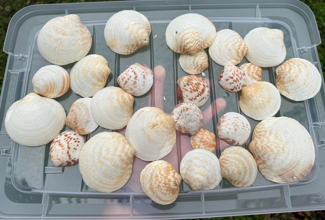 Bittersweet Clam Shells, Bittersweet Chevron Seashells, Beautiful ...