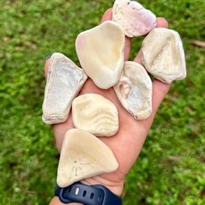 14 Tumbled Seashell Fragments, Natural Seashell Tiles. Cream Color ...