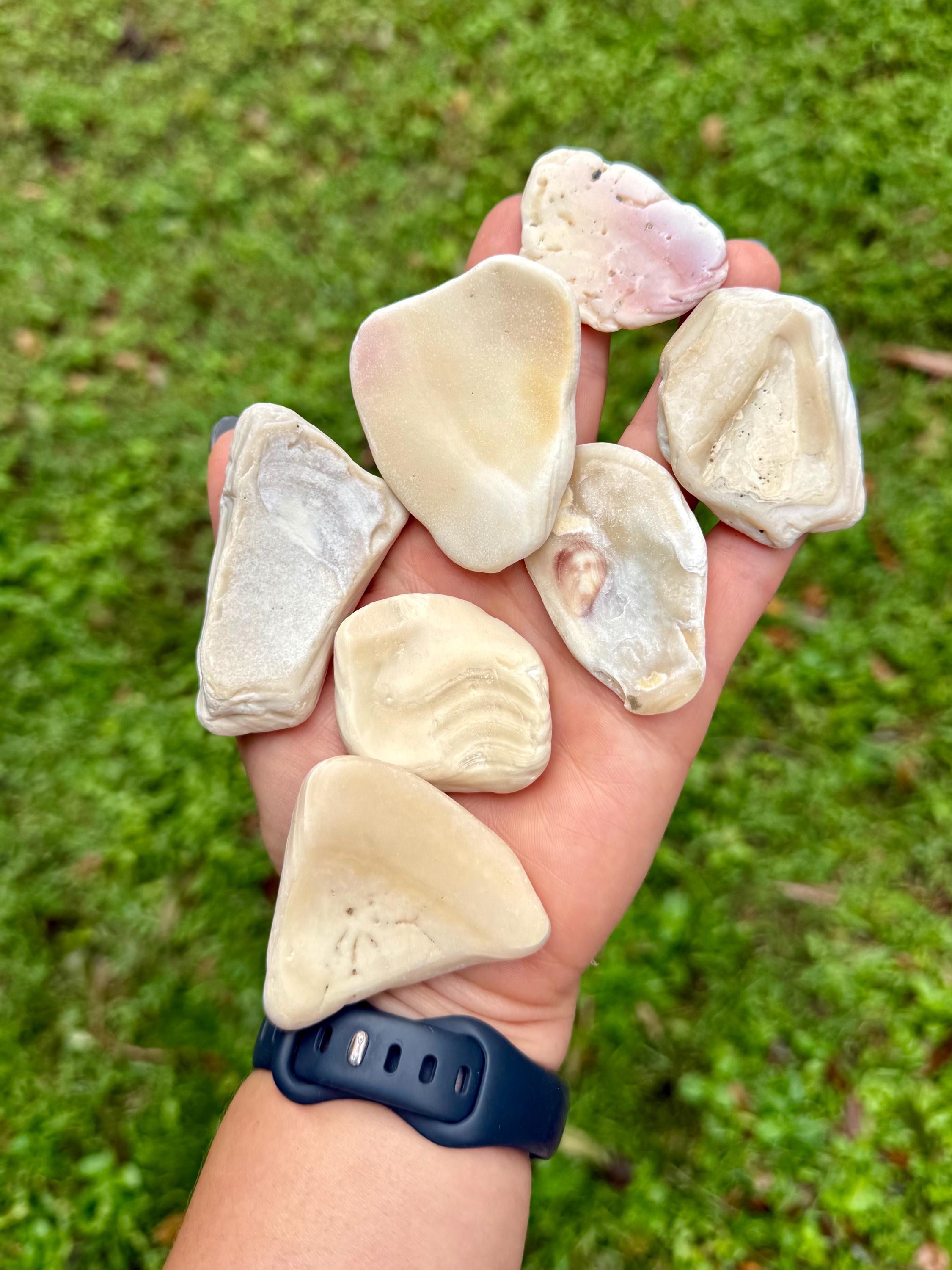 14 Tumbled Seashell Fragments, Natural Seashell Tiles. Cream Color ...