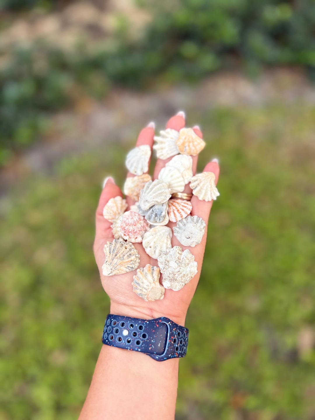 Unique Kitten Paw Shells, Cat Paw Seashells, 20 Shells per Pack ...