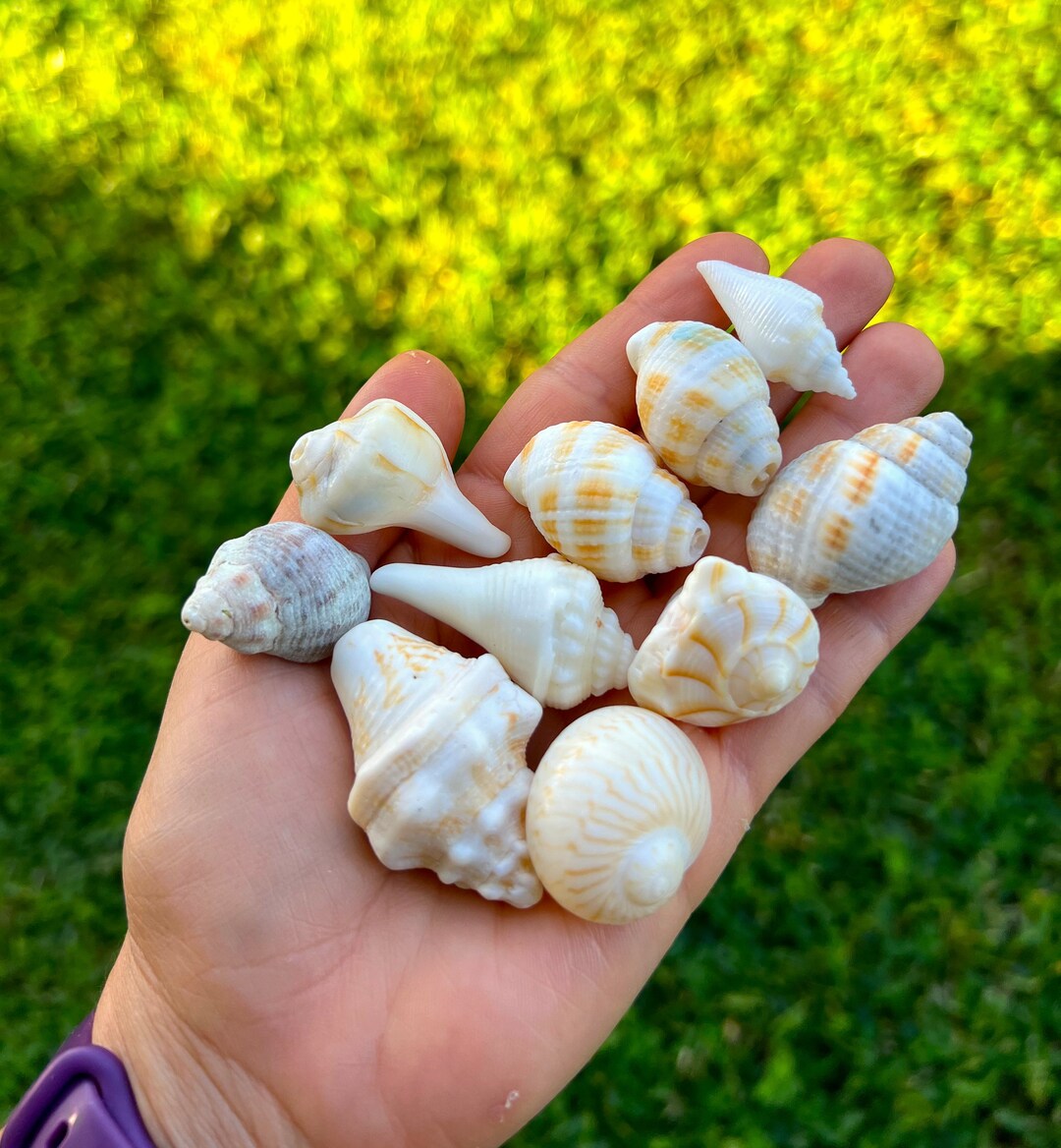 Shells Collection From Florida Beaches, Bonnets, Lightning Whelk, Mixed ...