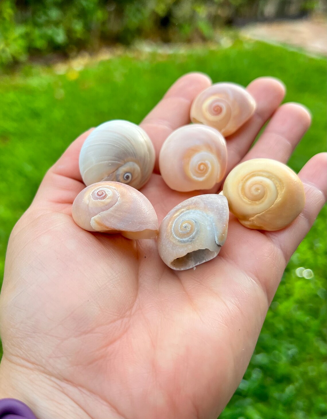 Beautiful Small Shark Eye Shells From Florida Beaches. 2, 3, or 6 Packs ...