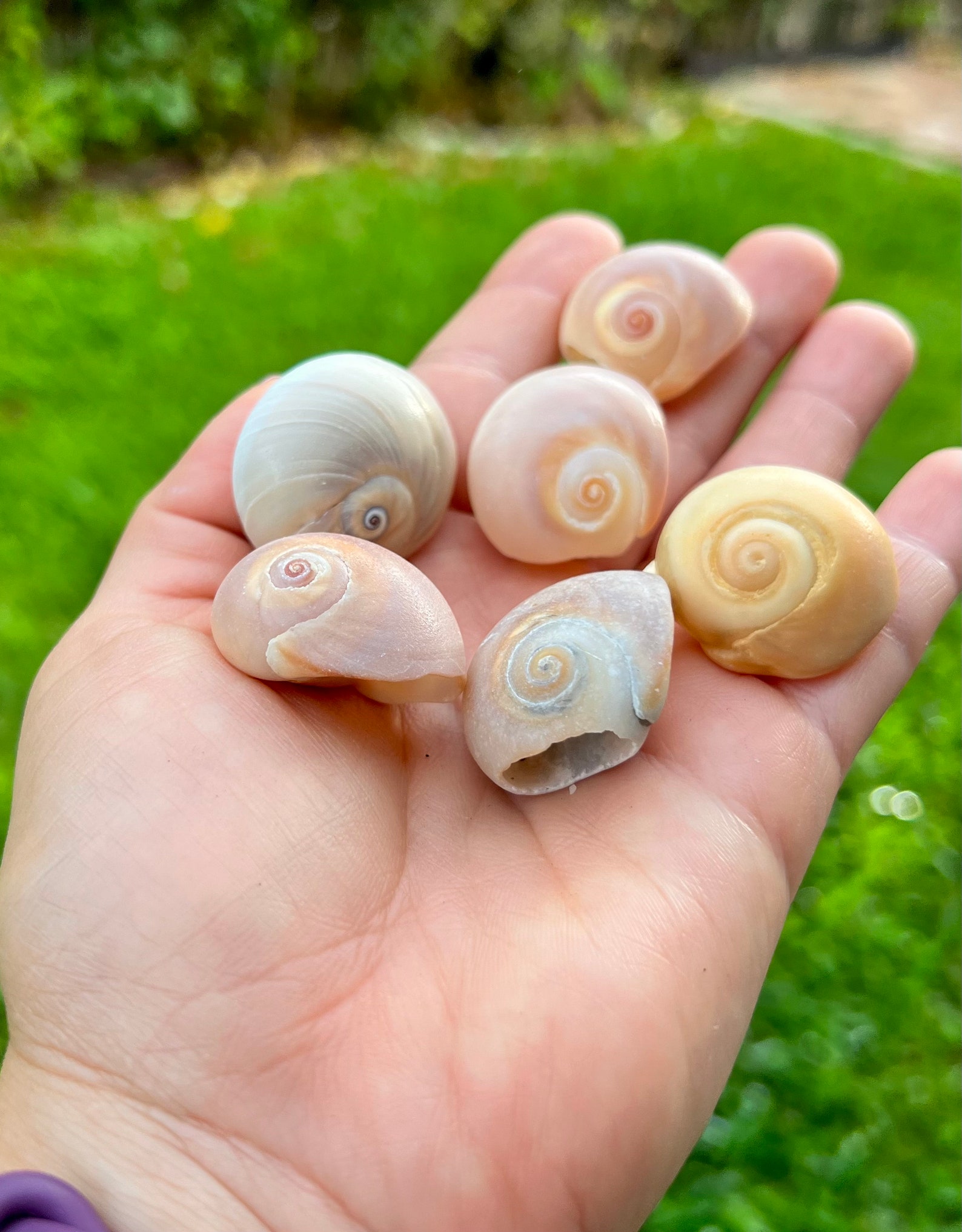 Beautiful Small Shark Eye Shells From Florida Beaches. 2, 3, or 6 Packs ...
