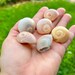 Beautiful Small Shark Eye Shells From Florida Beaches. 2, 3, or 6 Packs ...