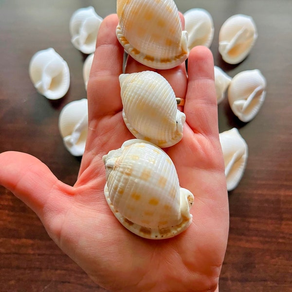 South Florida Shells - Etsy