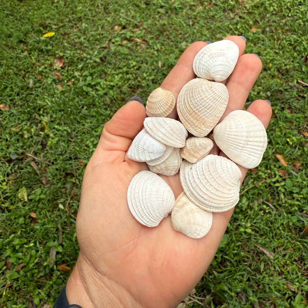 Cross-barred Venus Clam Shells, Cross-barred Venus Seashells From ...