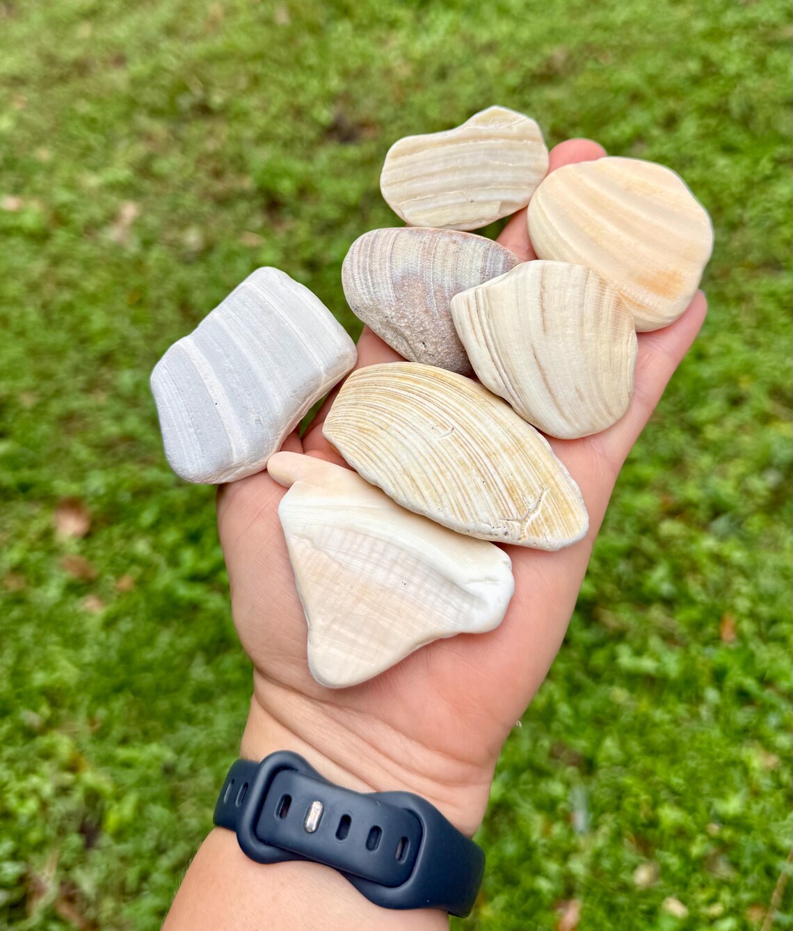 14 Tumbled Seashell Fragments, Natural Seashell Tiles. Cream Color ...