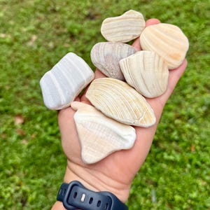 14 Tumbled Seashell Fragments, Natural Seashell Tiles. Cream Color ...