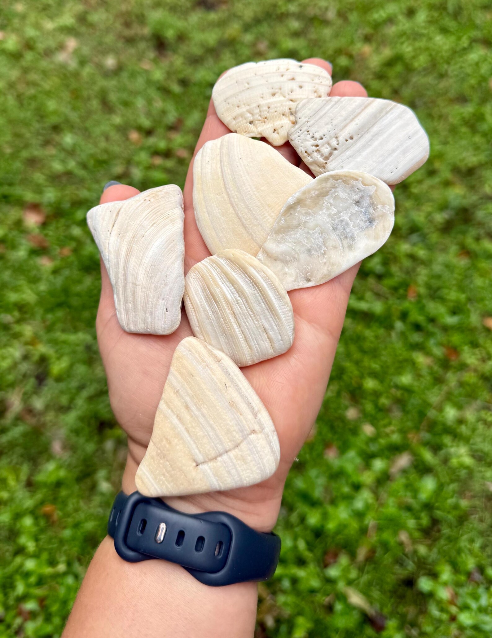 14 Tumbled Seashell Fragments, Natural Seashell Tiles. Cream Color ...