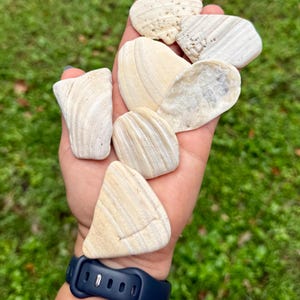 14 Tumbled Seashell Fragments, Natural Seashell Tiles. Cream Color ...