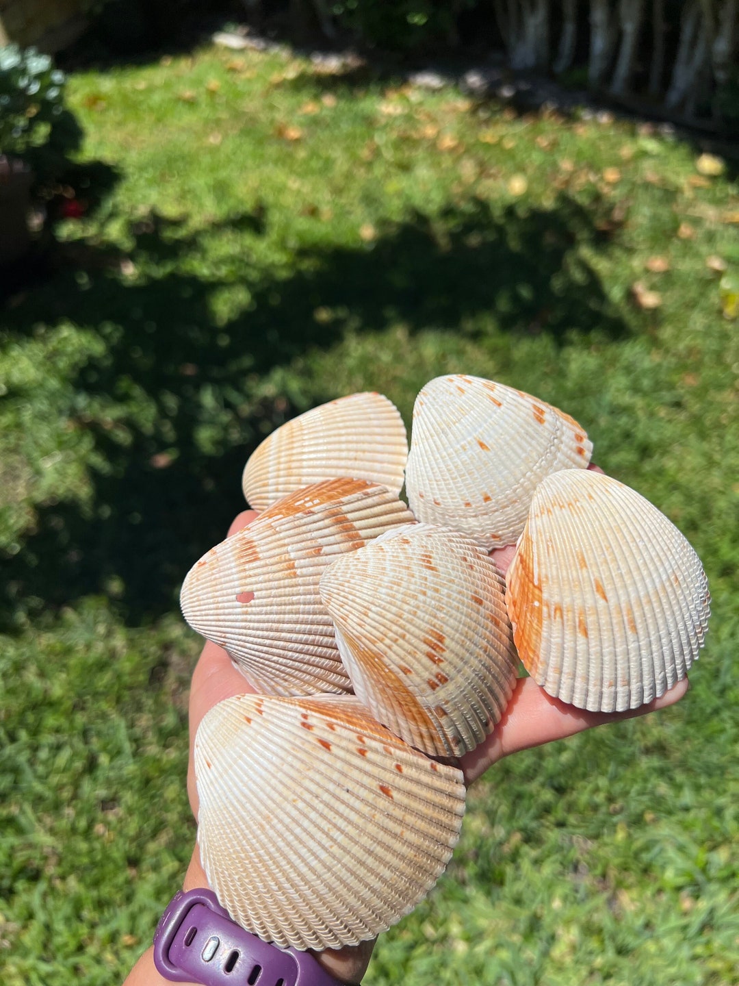 Giant Heart Cockle Shell, Beautiful Seashell From Florida Beaches ...