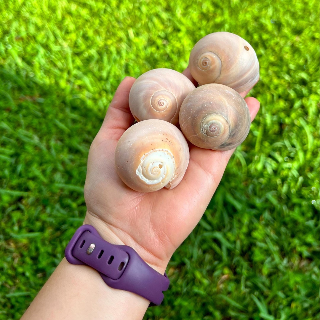7 Large Shark Eye Shells From Florida Beaches. Beautiful Large ...