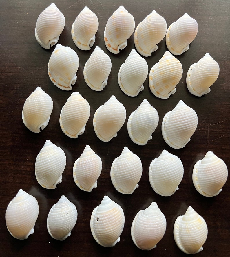 Stunning Scotch Bonnet Shells From Florida Beaches. Packages of 5, 10 ...