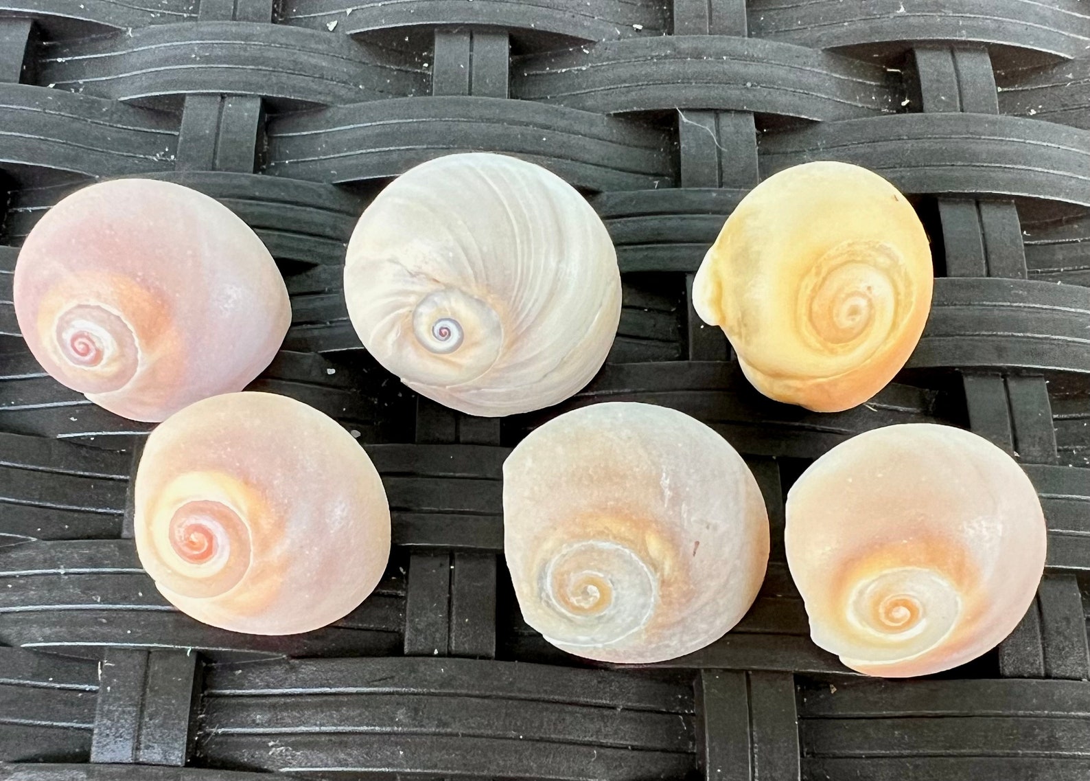 Beautiful Small Shark Eye Shells From Florida Beaches. 2, 3, or 6 Packs ...