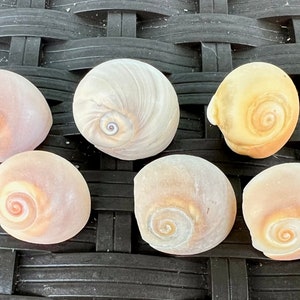 Beautiful Small Shark Eye Shells From Florida Beaches. 2, 3, or 6 Packs ...