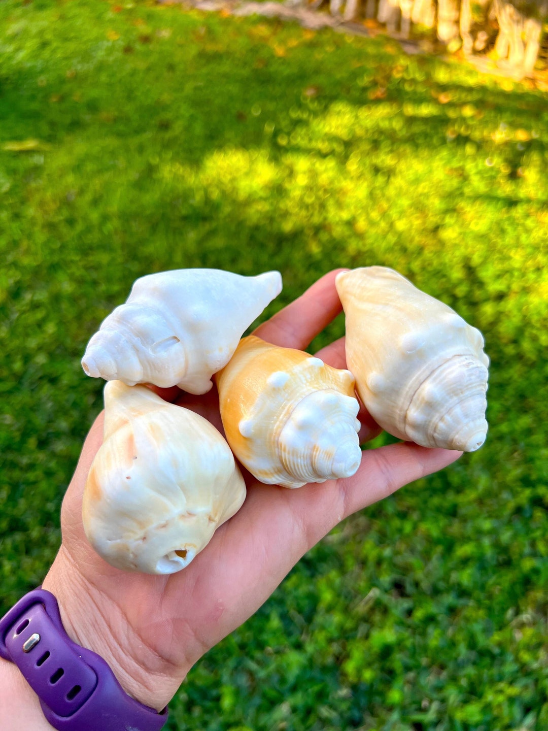 Florida Fighting Shells, Alatus Conch Shells or Juvenile Fighting Conch ...