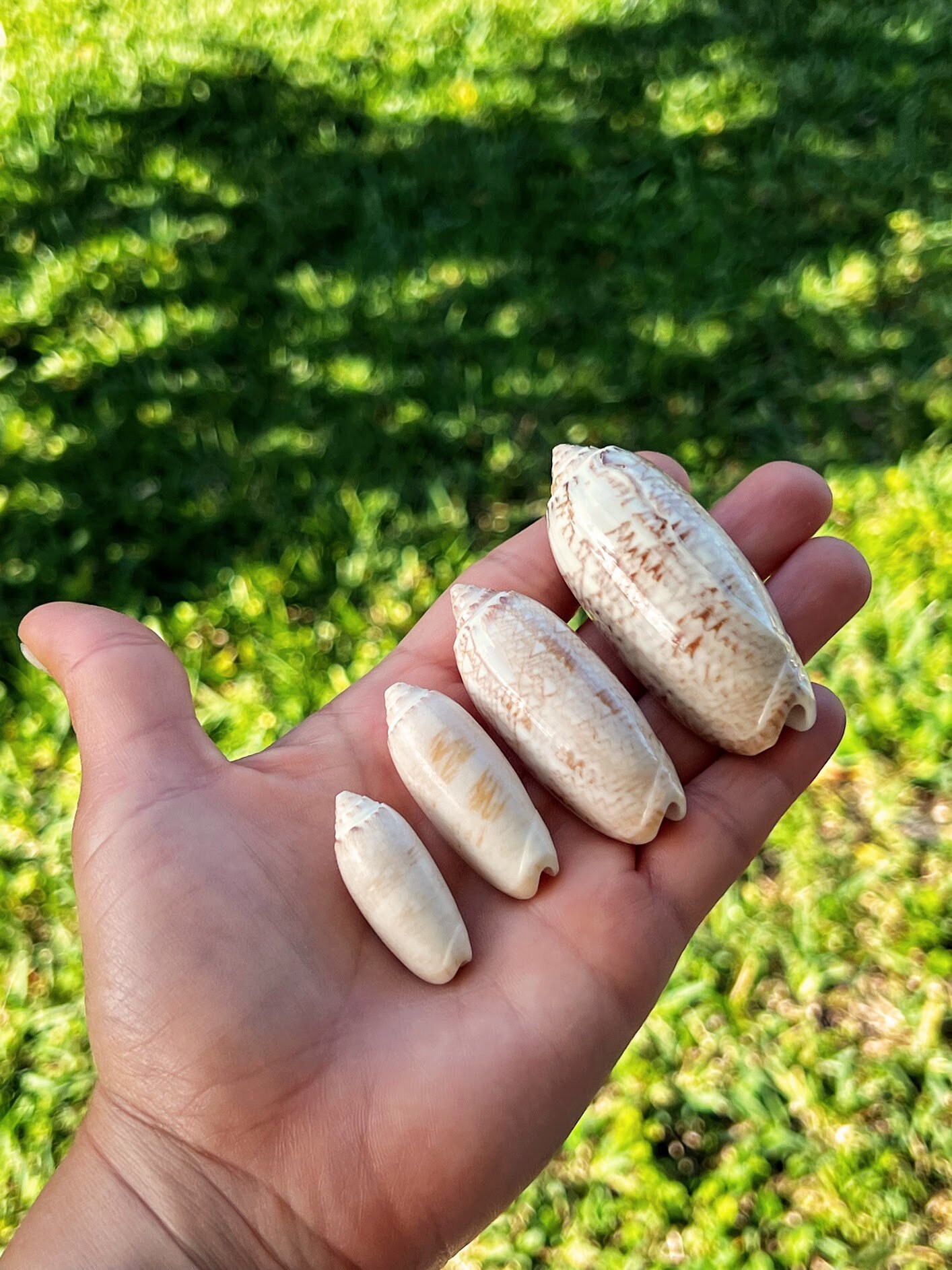 Charming Lettered Olive Shells From Florida Beaches. Oliva Sayana ...