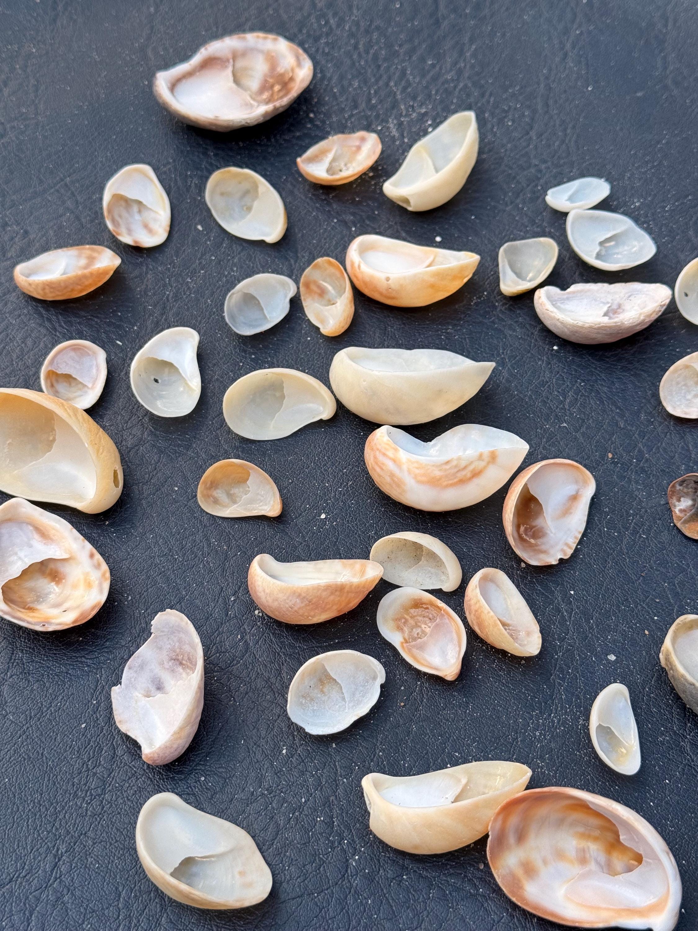 Slipper Shells From Florida Beaches Pack of 40 Shells. Craft Supplies ...