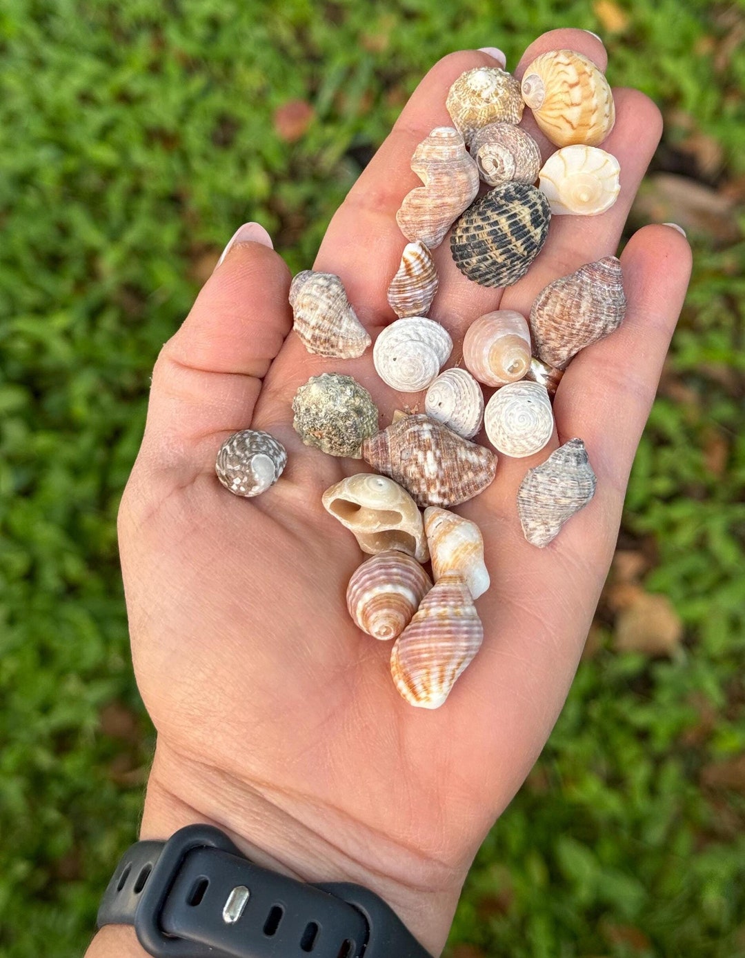 Beautiful Tiny Sea Shells With Mixed Colors and Shapes From Florida ...
