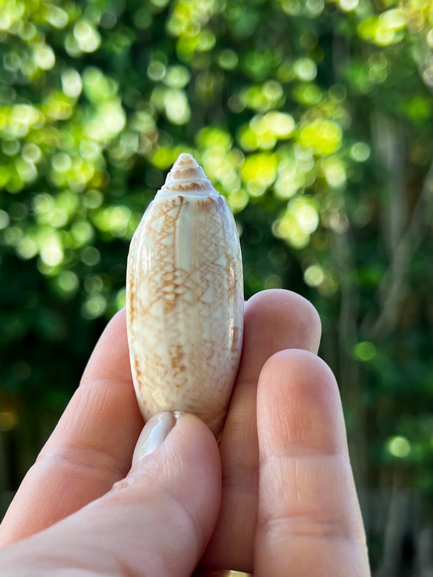 Charming Lettered Olive Shells From Florida Beaches. Oliva Sayana ...
