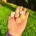 Beautiful Small Shark Eye Shells From Florida Beaches. 2, 3, or 6 Packs ...