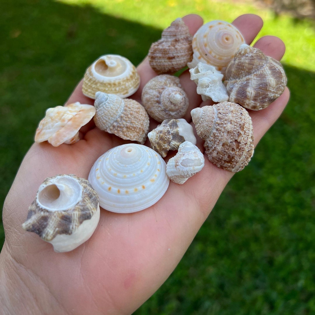 Small Chestnut Turban Seashells: Florida Beach Decor, Craft Supplies (7 ...