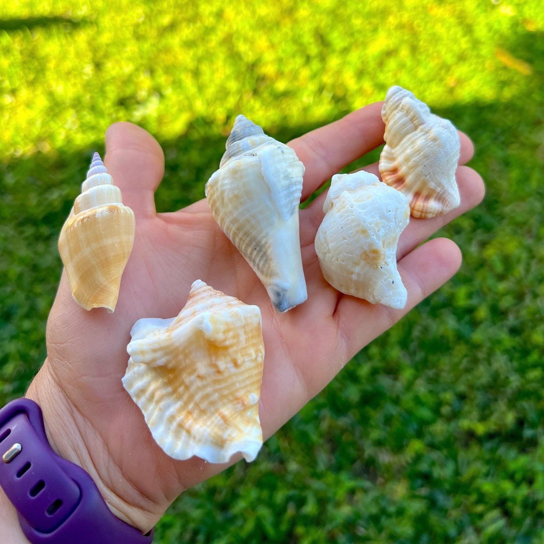 Set of Baby Milk Shell, Murex Shells, Banded Tulip Shell. Unique Shells ...