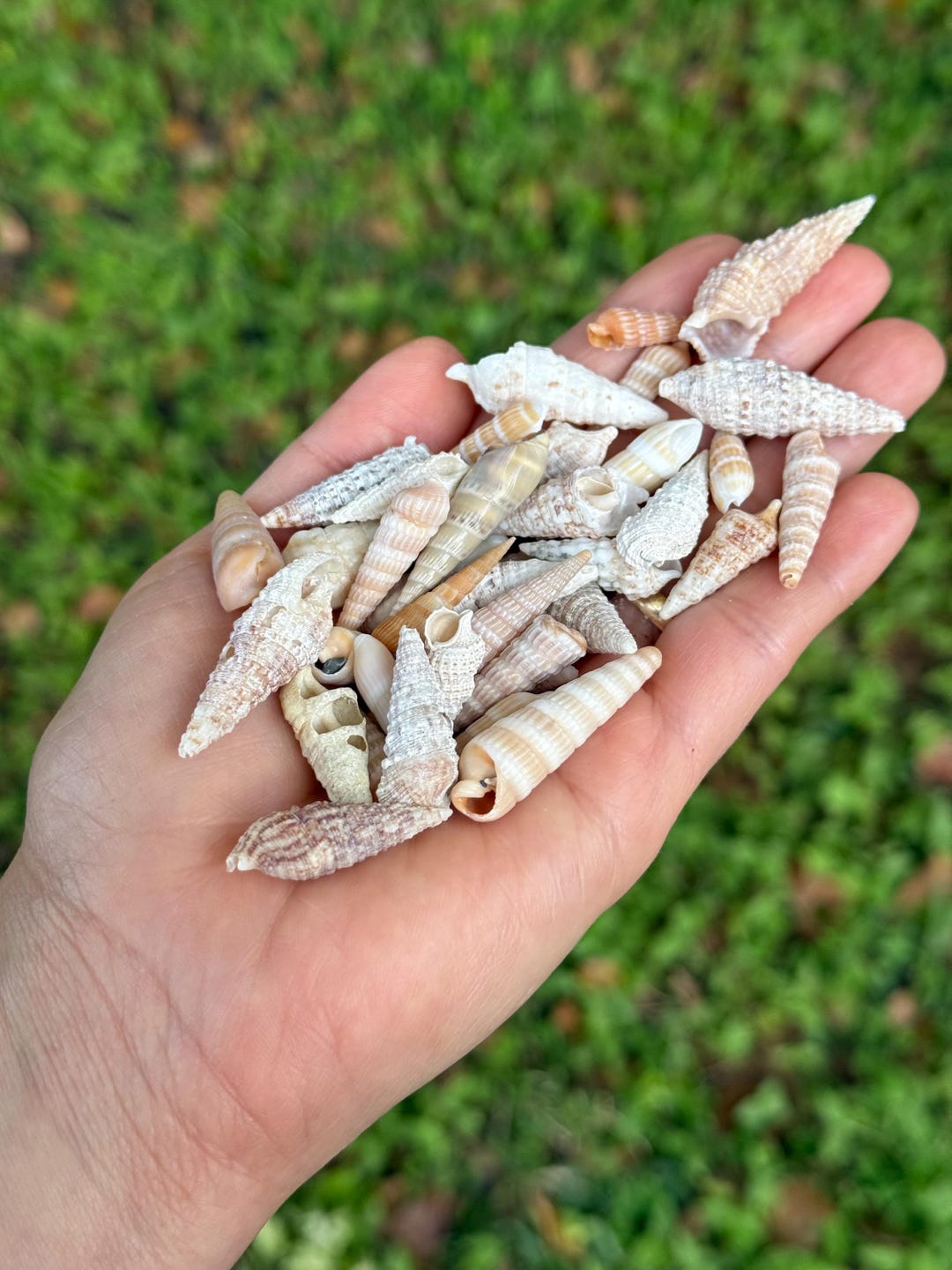 Beautiful Auger Cone Sea Shells, Mixed Sizes From Florida Beaches. Pack ...