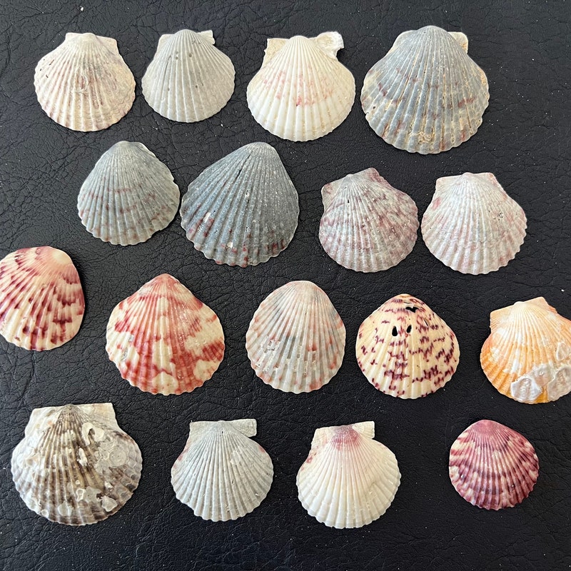 Calico Scallop Shell - Etsy