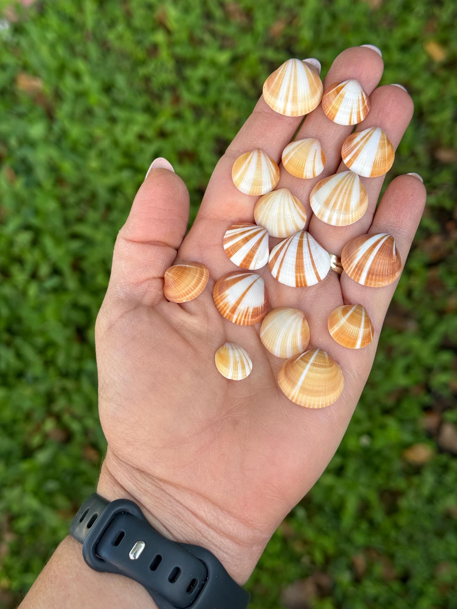 15 Rare Sunburst Shell, Sunray Bittersweet Clam Sea Shells From Florida ...