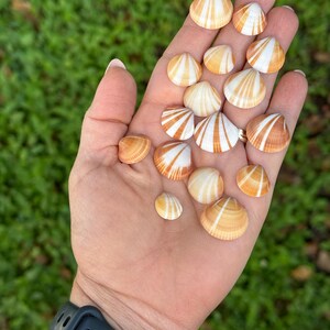15 Small Sunburst Shells, Gorgeous Spectral Bittersweet Seashells From ...
