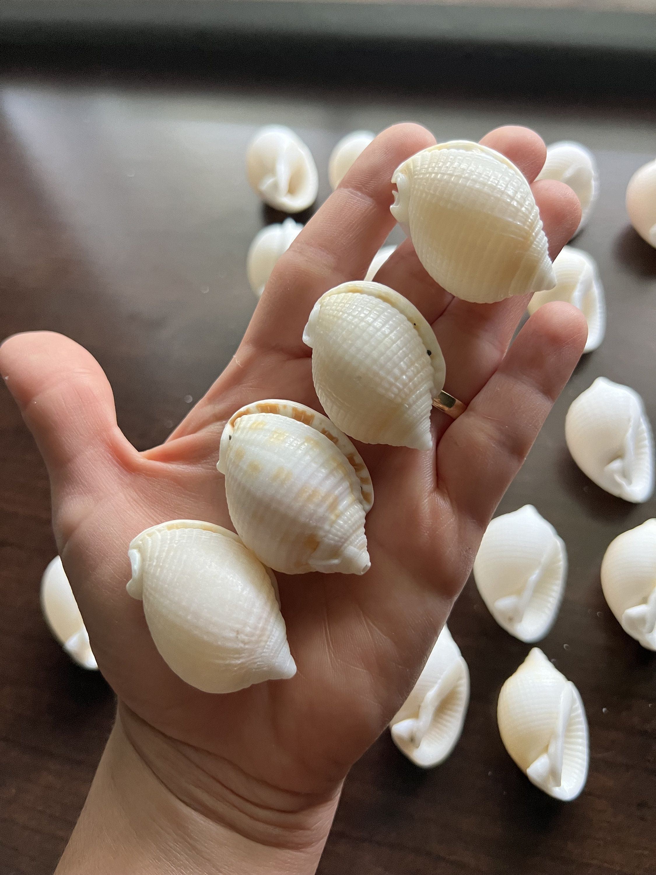 Stunning Scotch Bonnet Shells From Florida Beaches. Packages of 5, 10 ...