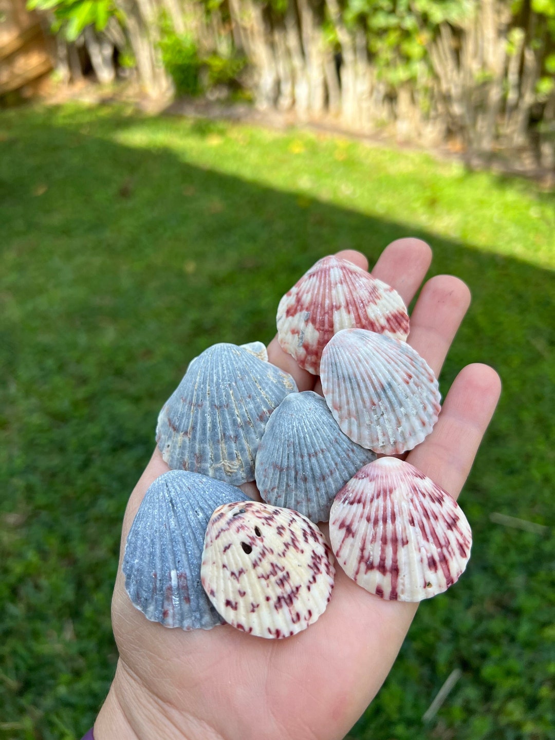 Beautiful Large Colored Pectin Shells With Mixed Colors From - Etsy