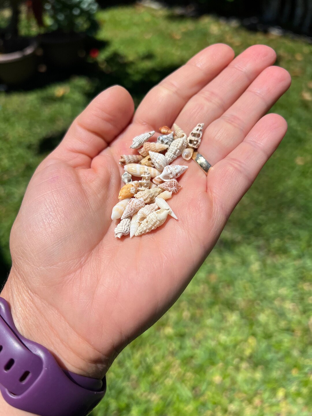 30 Tiny Cone Shells, Beautiful Auger Cone Seashells From Florida ...