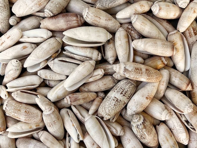 Charming Lettered Olive Shells From Florida Beaches. Oliva Sayana ...