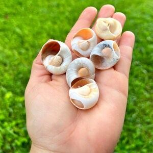 Beautiful Small Shark Eye Shells From Florida Beaches. 2, 3, or 6 Packs ...