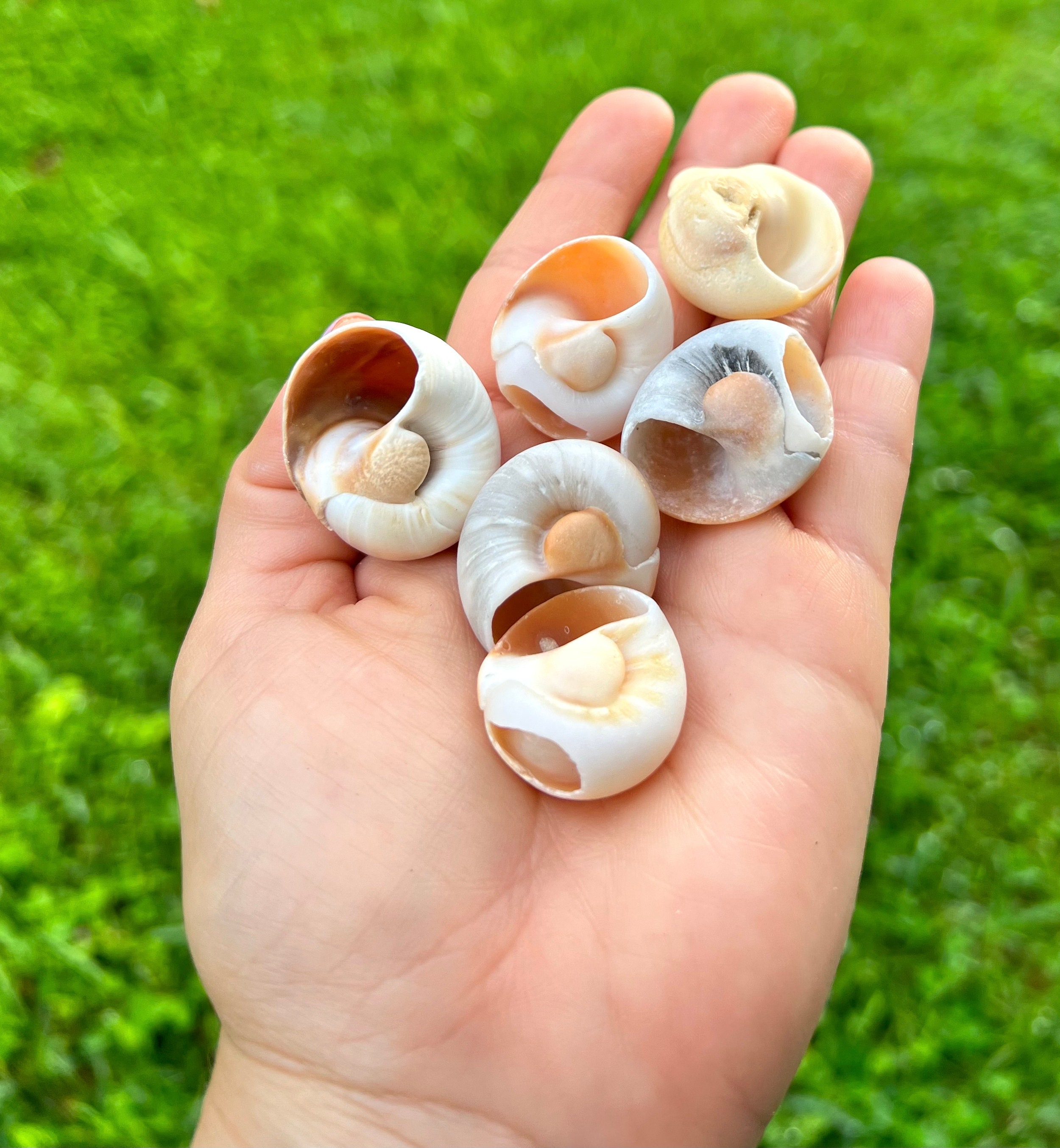Beautiful Small Shark Eye Shells From Florida Beaches. 2, 3, or 6 Packs ...
