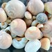 Beautiful Small Shark Eye Shells From Florida Beaches. 2, 3, or 6 Packs ...