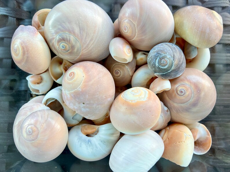 Beautiful Small Shark Eye Shells From Florida Beaches. 2, 3, or 6 Packs ...