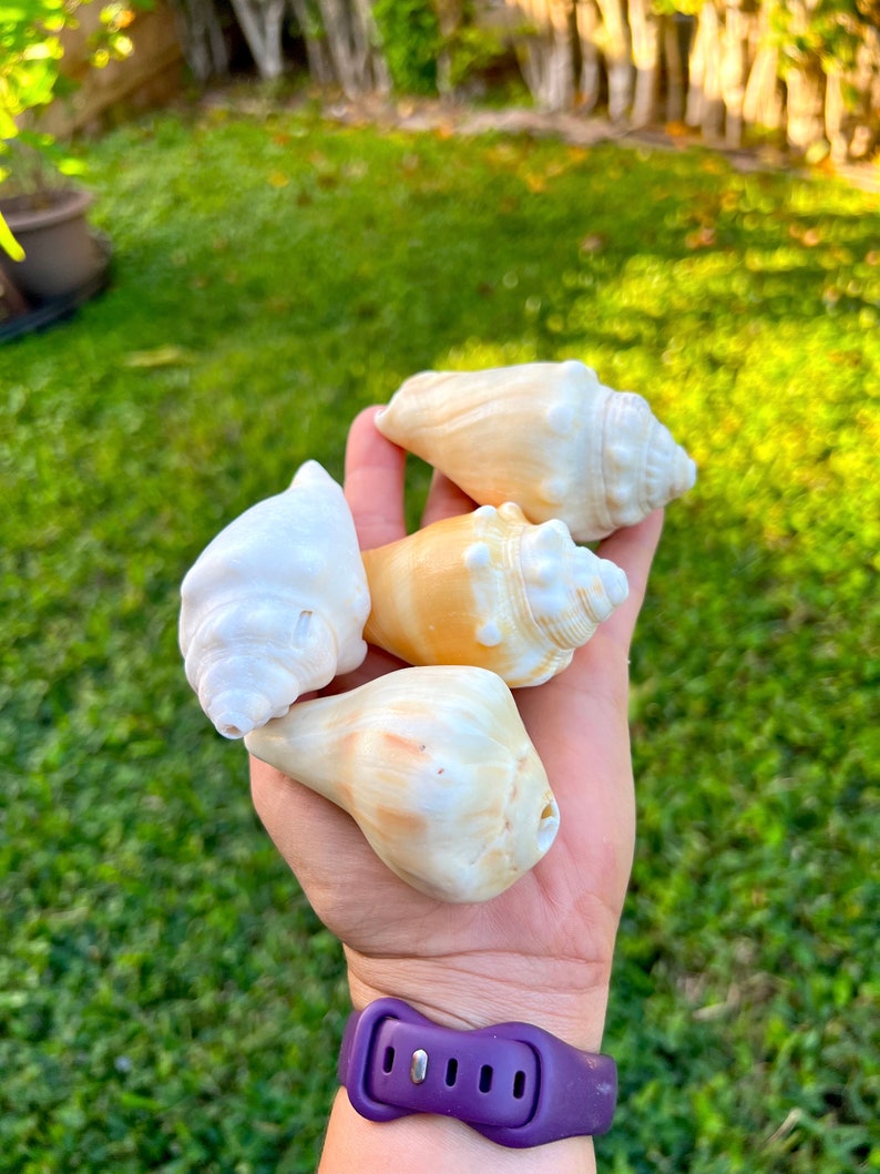 Florida Fighting Shells, Alatus Conch Shells or Juvenile Fighting Conch ...