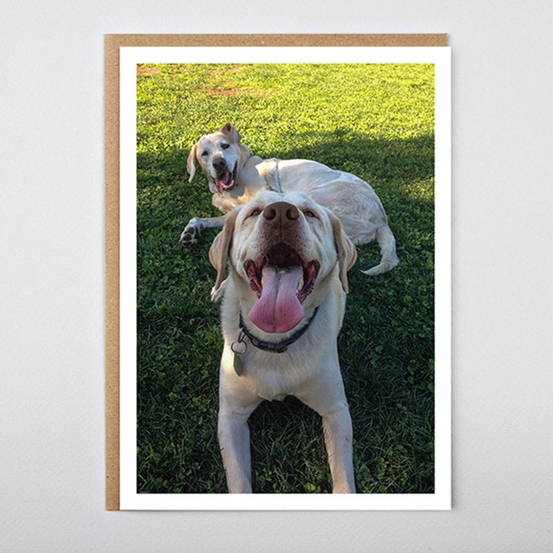 Cute Yellow Lab, Labrador Birthday Greeting Card - GATE OPEN - Etsy