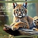 Wild Cats - 52 Digital Images to Download and Color - Etsy