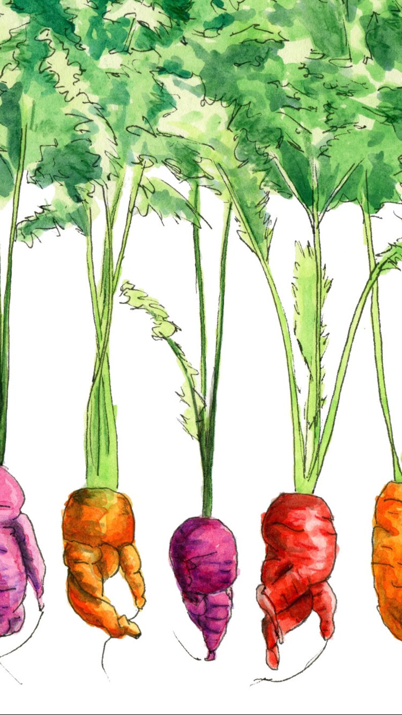 Funky Carrots Watercolor Art Print - Etsy