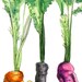 Funky Carrots Watercolor Art Print - Etsy