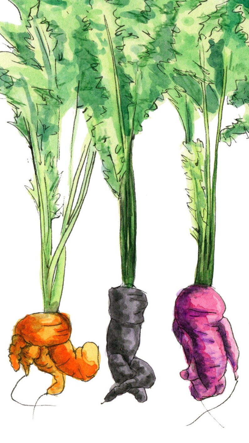 Funky Carrots Watercolor Art Print - Etsy