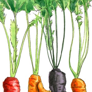 Funky Carrots Watercolor Art Print - Etsy