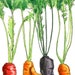 Funky Carrots Watercolor Art Print - Etsy